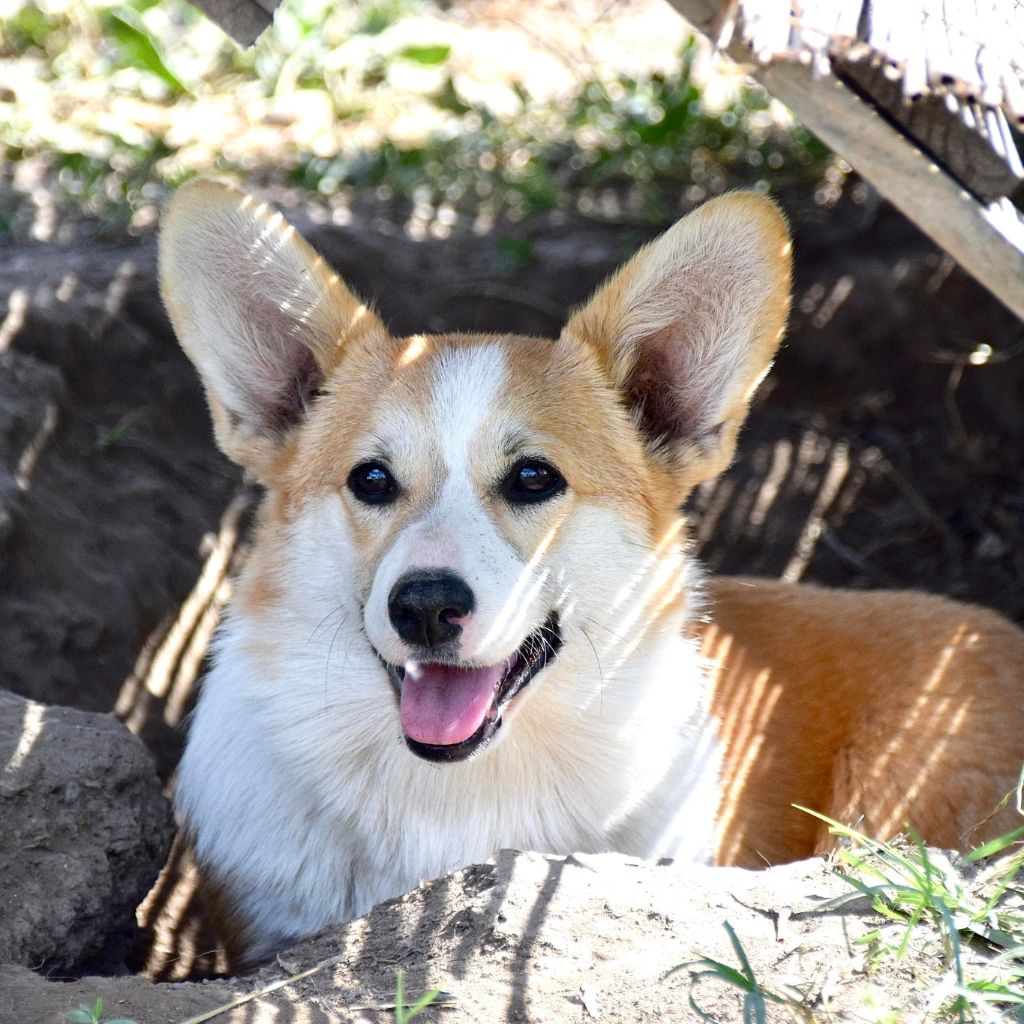 Accueil - Elevage Des Crocs Du Mas - eleveur de chiens Welsh Corgi Pembroke